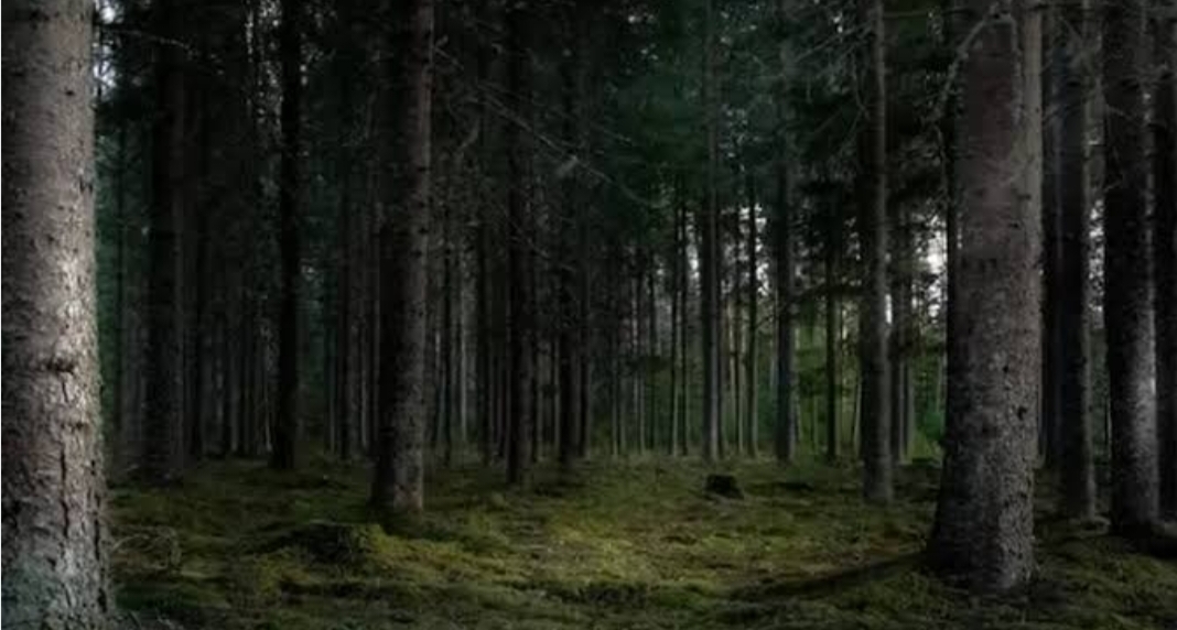 Gadis Cilik 12 Tahun di Buton Hilang di Hutan - AspirasiKita.com